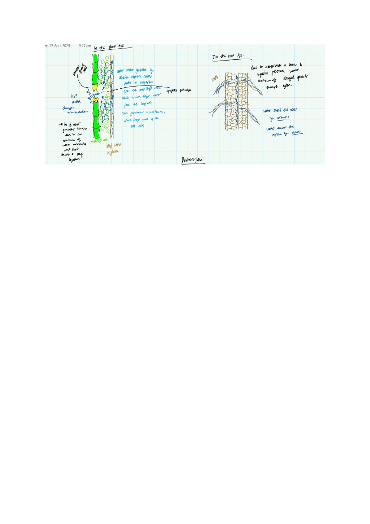 Phloem & Xylem Movement Summary & Diagram - In the root hps: water ...