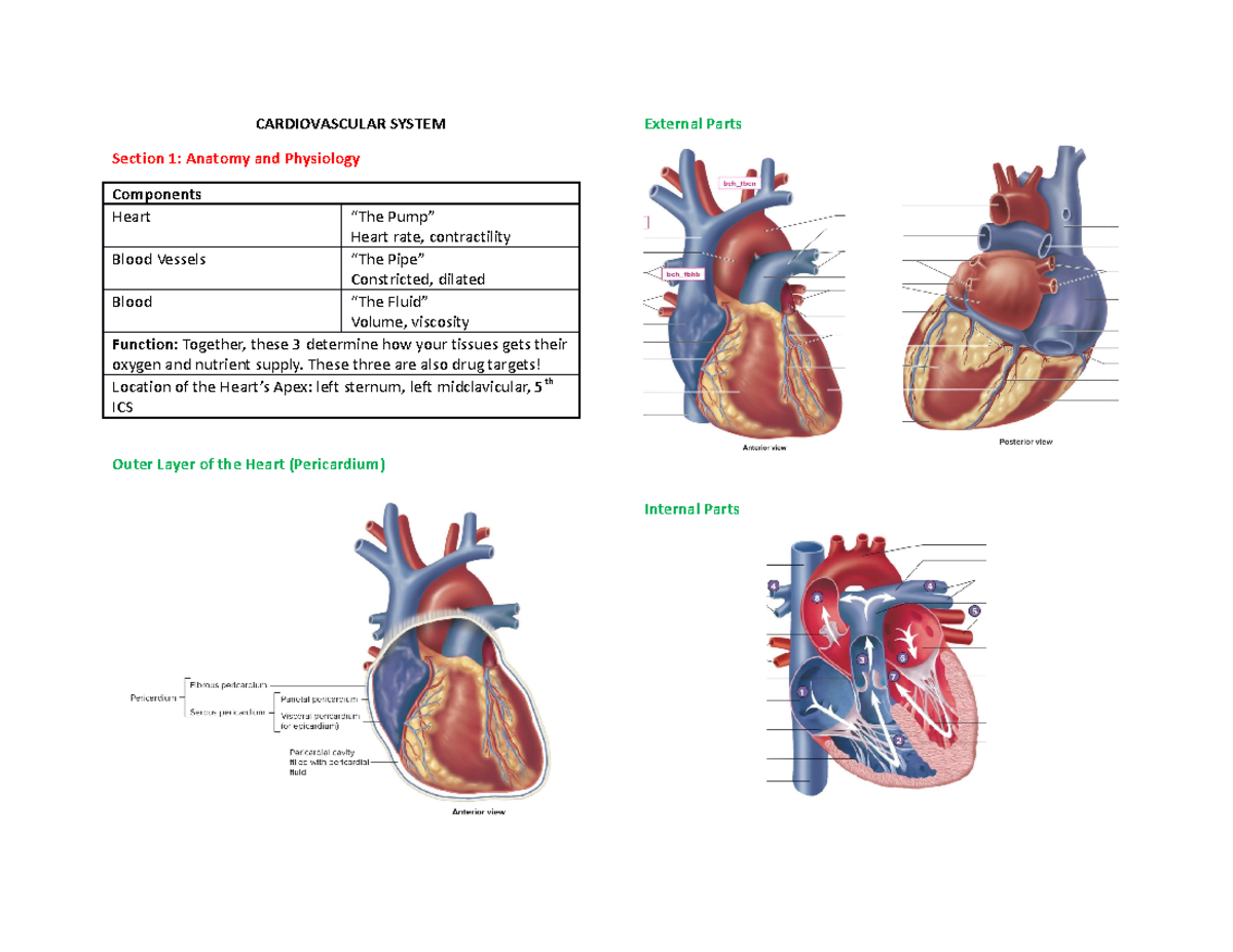 Cardiology - CARDIOVASCULAR SYSTEM Section 1: Anatomy and Physiology ...