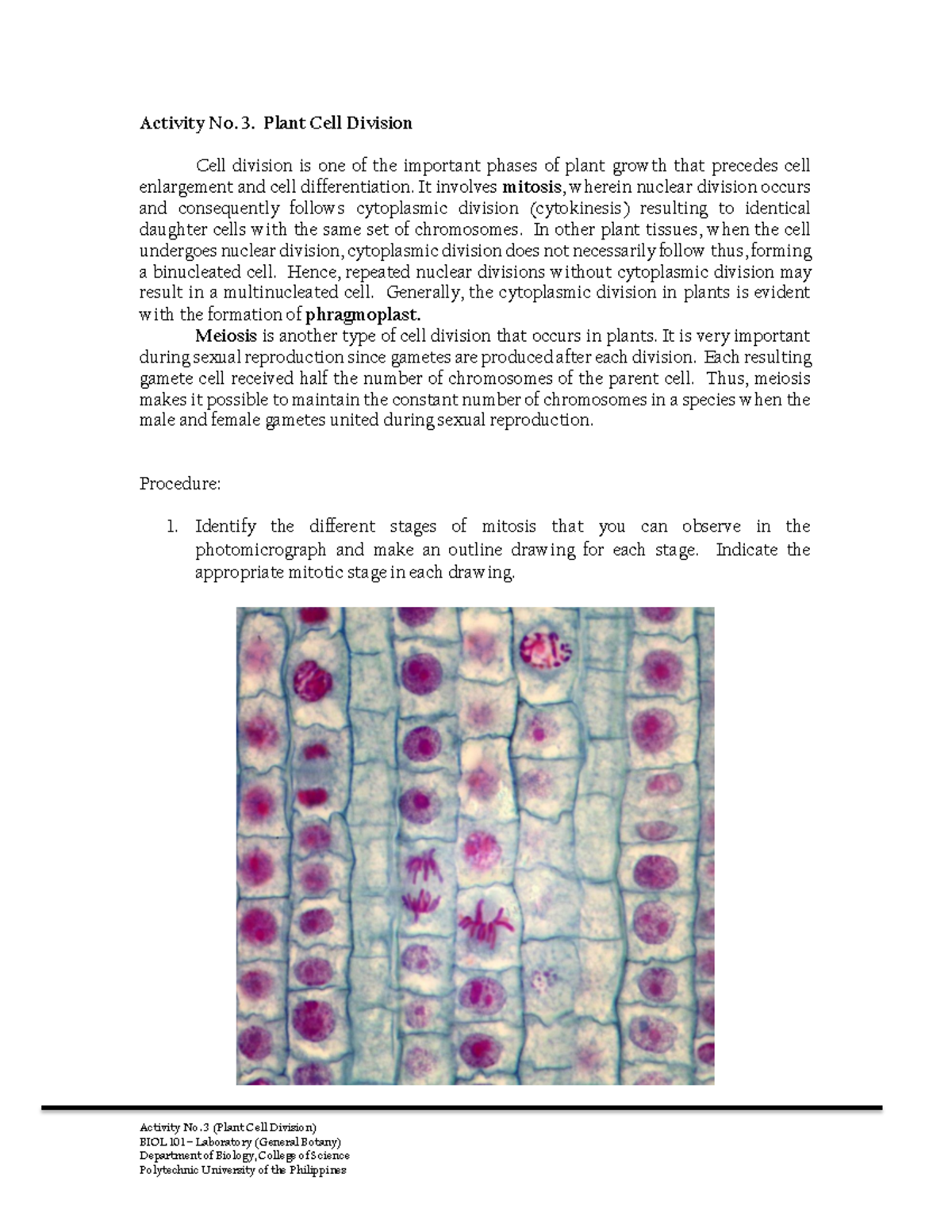 LA3 Plant Cell Division - Activity No. 3 (Plant Cell Division) BIOL 101 ...