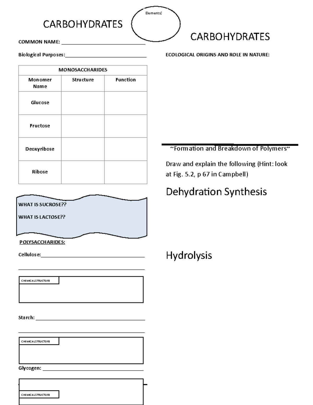 Macromolecules Foldable 2020 - CARBOHYDRATES COMMON NAME ...