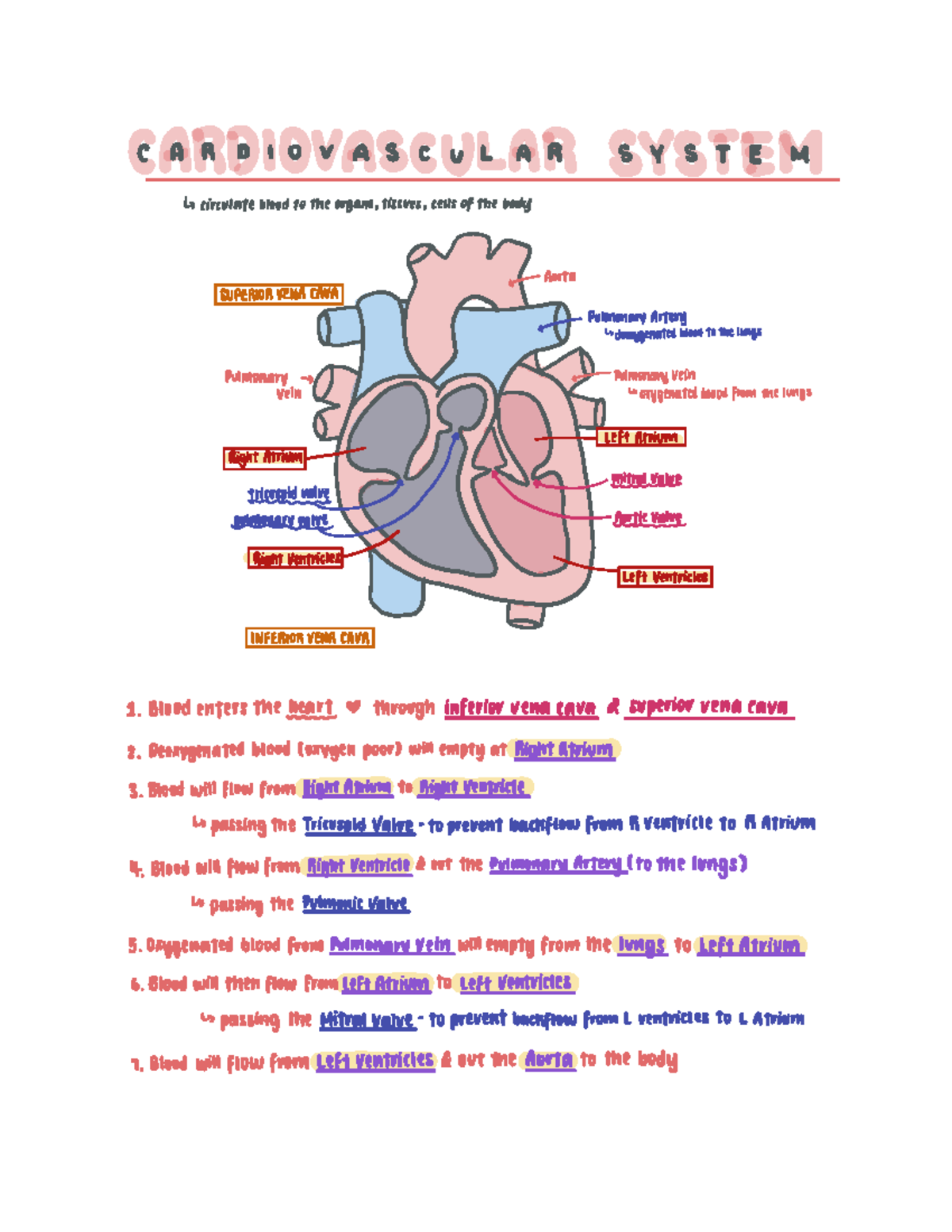 Anatomy-overview-notes on the systems of the body - MEA0233 - Studocu