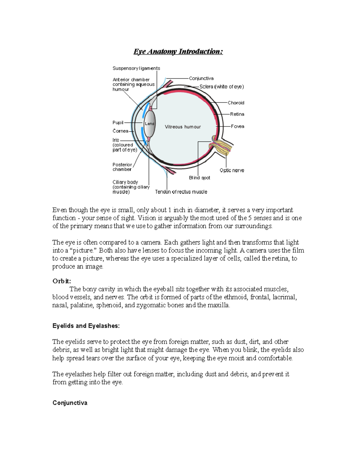 Eye Anatomy Introduction - Eye Anatomy Introduction: Even though the ...