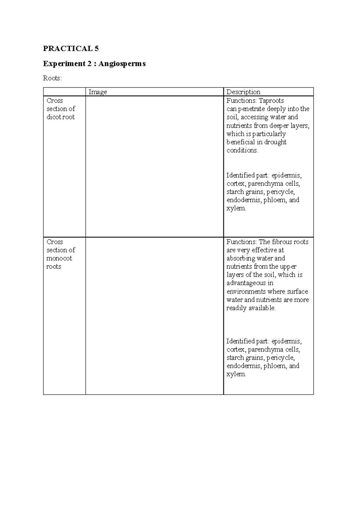 Practical 5 - animalia - PRACTICAL 5 Experiment 2 : Angiosperms Roots ...