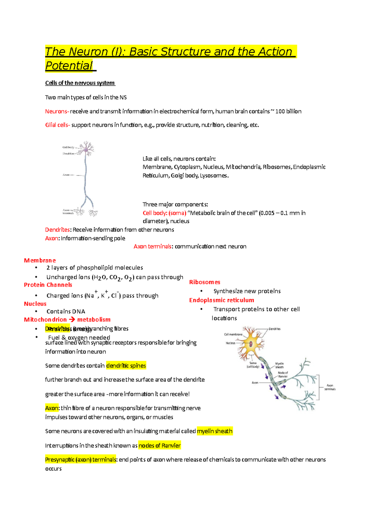 Year 1 Biological psychology notes - The Neuron (I): Basic Structure ...