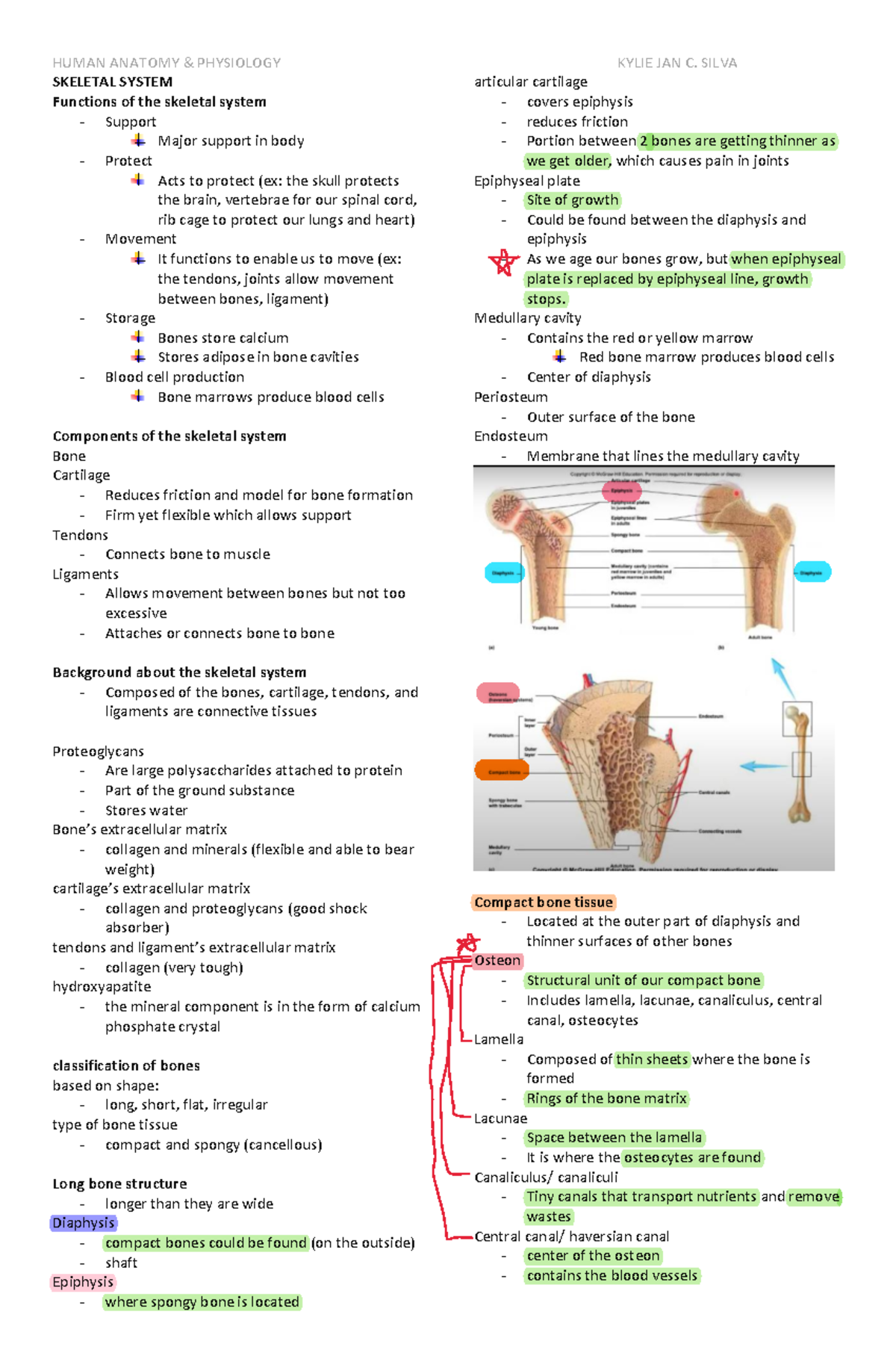 HAPP 6 - ........................ - SKELETAL SYSTEM Functions of the ...