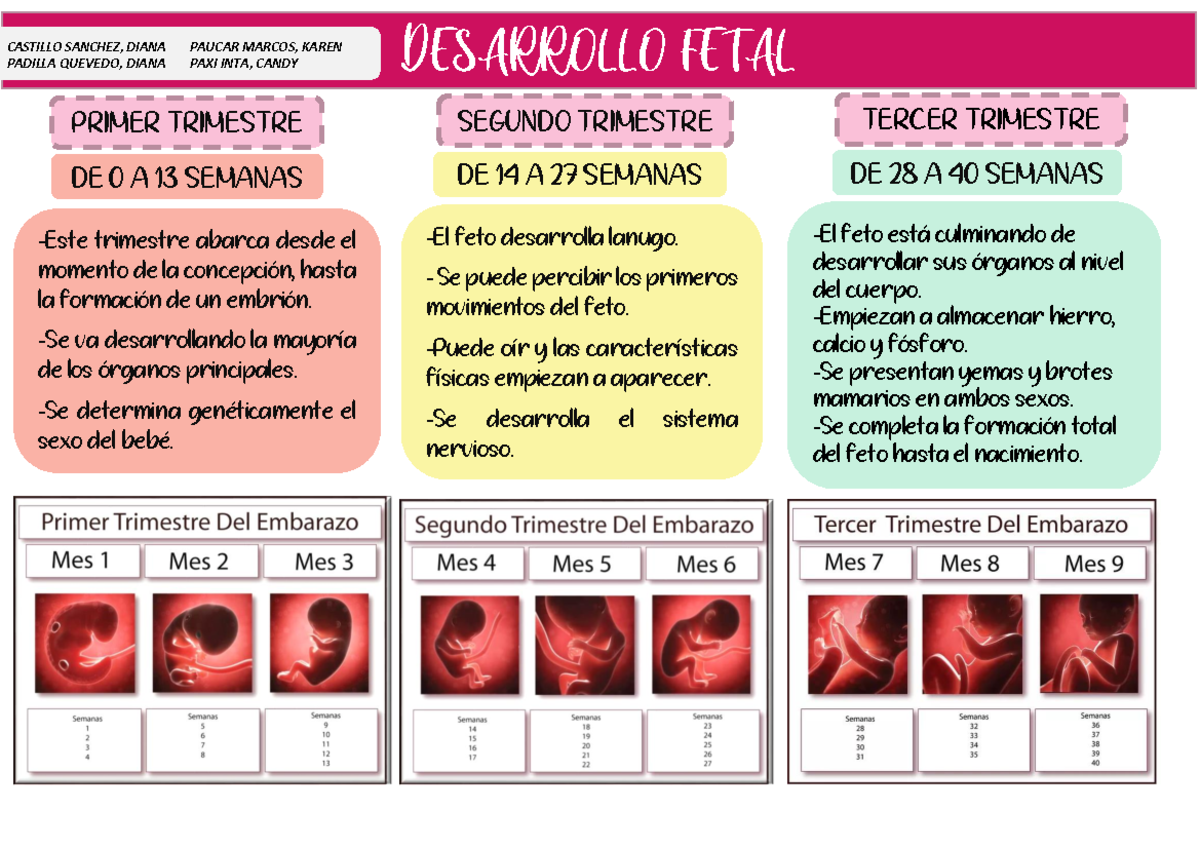 Desarrollo Fetal - PRIMER TRIMESTRE SEGUNDO TRIMESTRE TERCER TRIMESTRE DE 0 A 13 SEMANAS DE 14 A ...