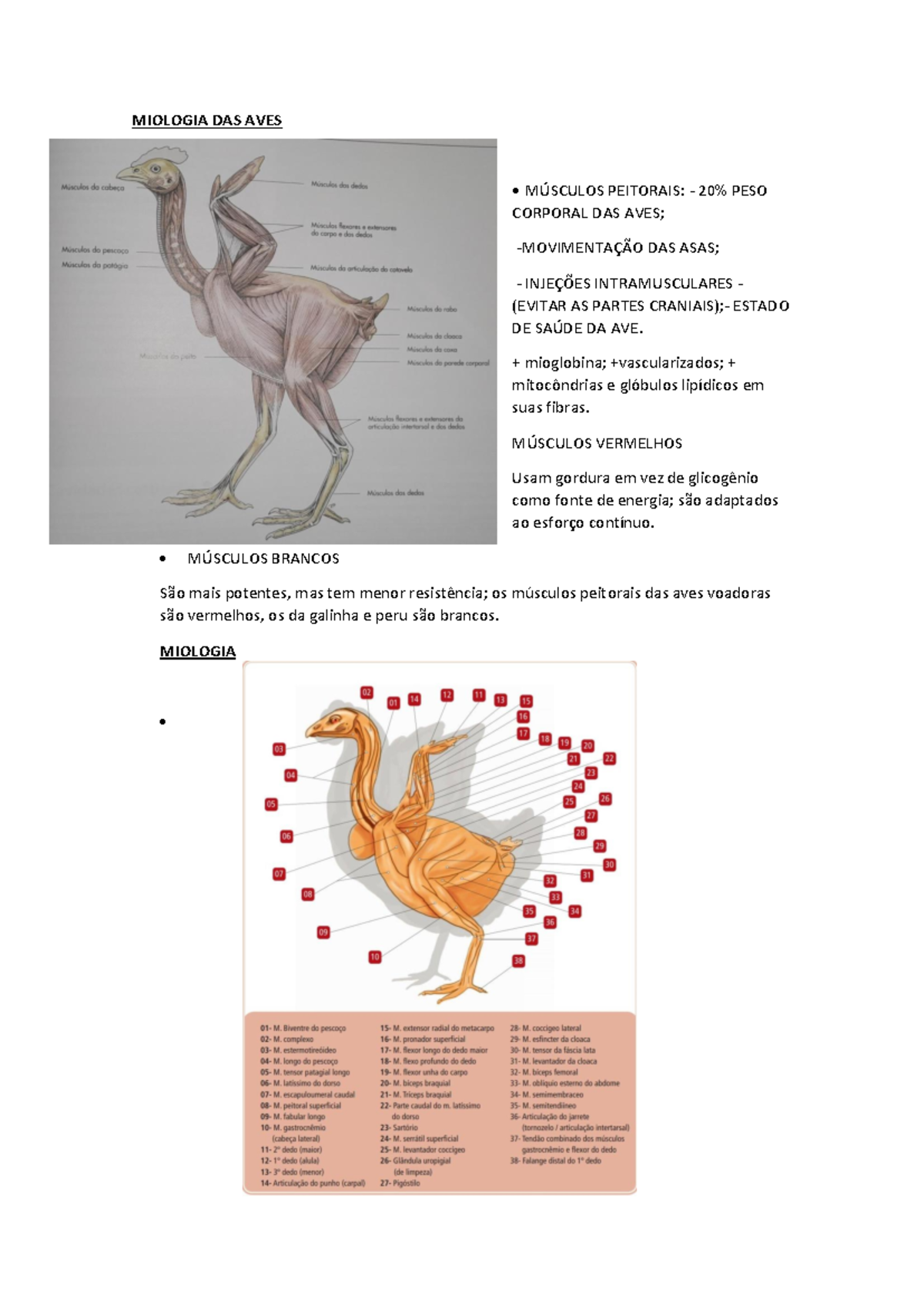 Miologia DAS AVES resumo - MIOLOGIA DAS AVES • MÚSCULOS PEITORAIS: - 20 ...