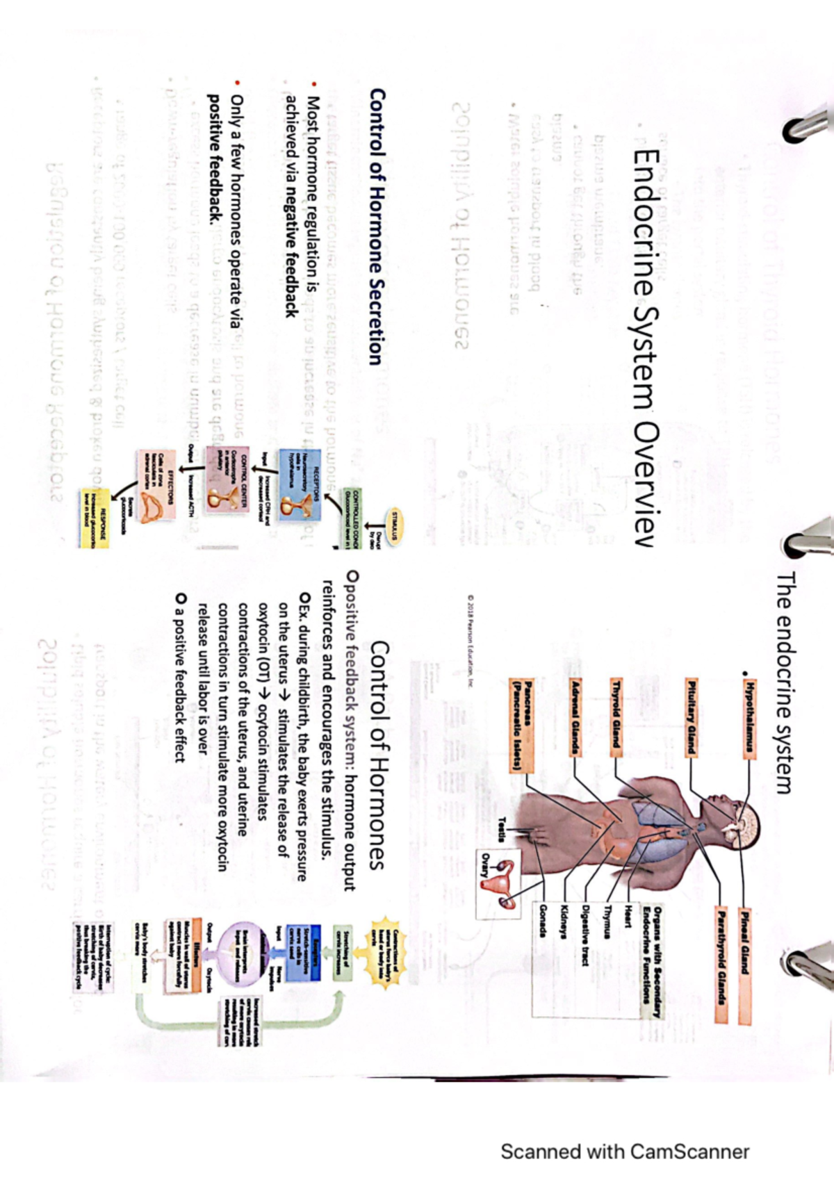 Endocrine System Overview - BIOL 142 - Studocu