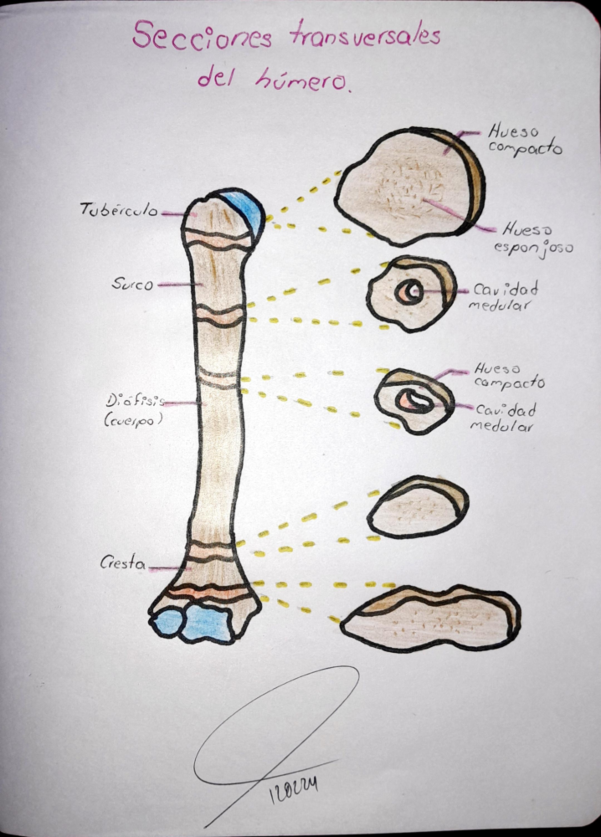 Dibujo del húmero - Anatomía y Fisiología Humana - Studocu