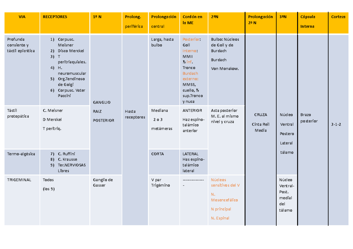 VIA - VIA SENSITIVA, NEUROANATOMIA BASICA - VIA RECEPTORES 1º N Prolong ...