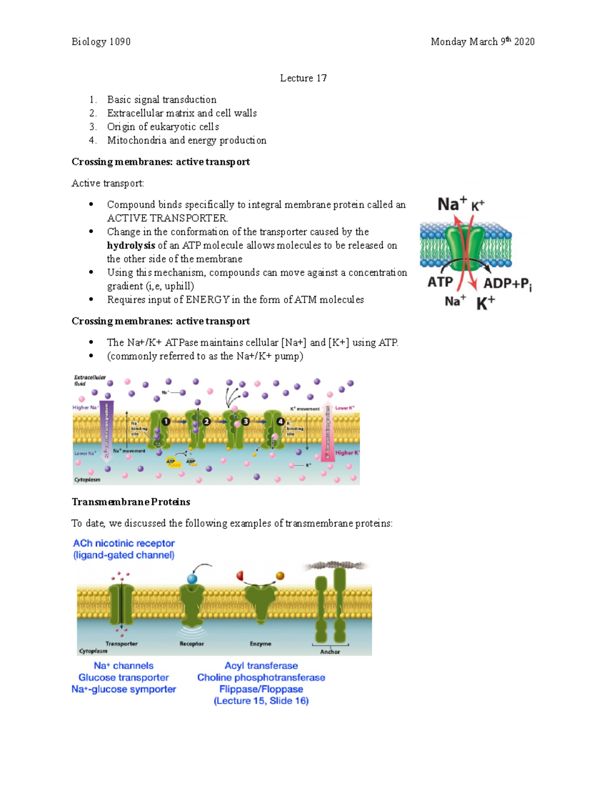 Lecture 17 - notes for this class typed out - Biology 1090 Monday March ...