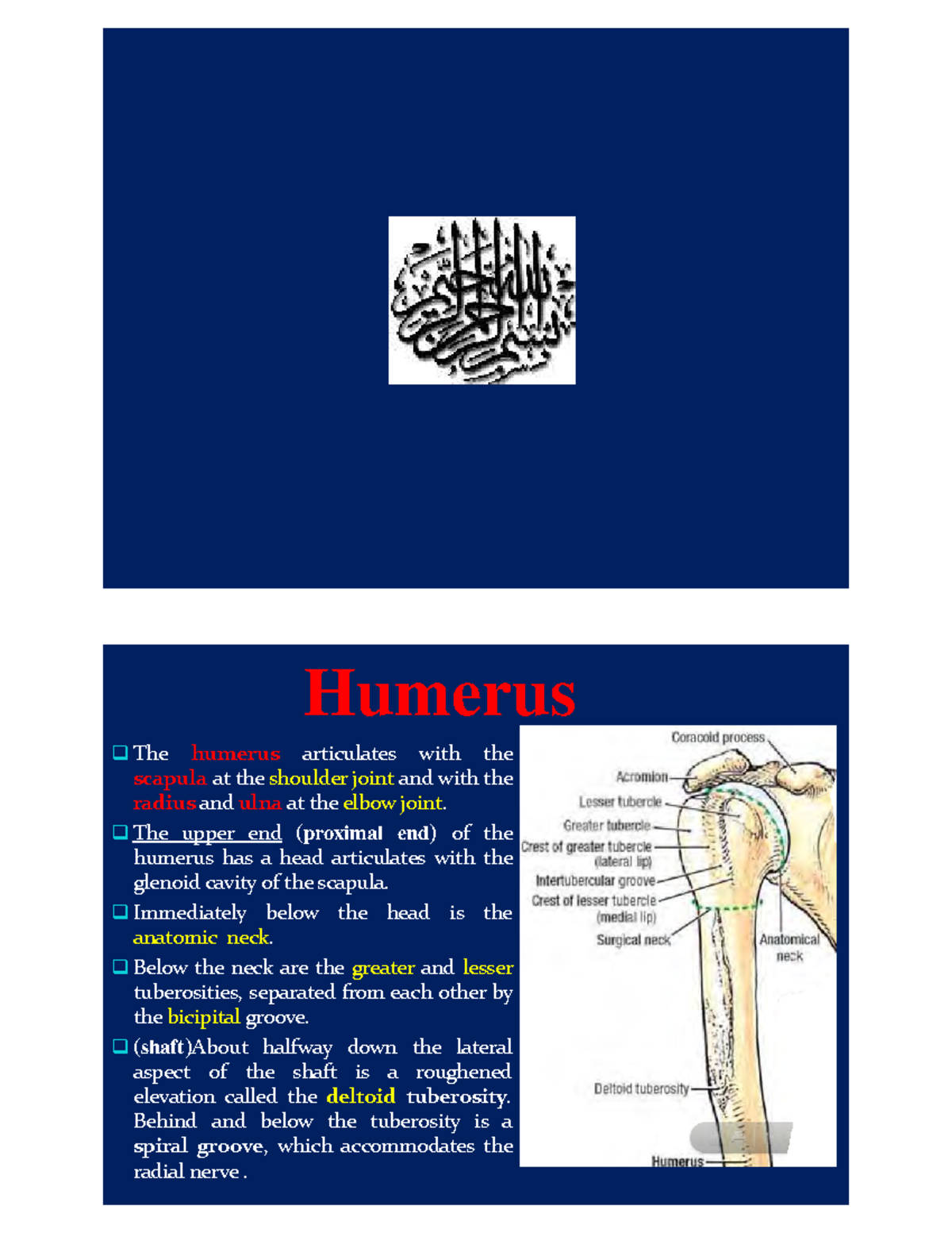 Humerus articulates - The upper end (proximal end) of the humerus has a ...
