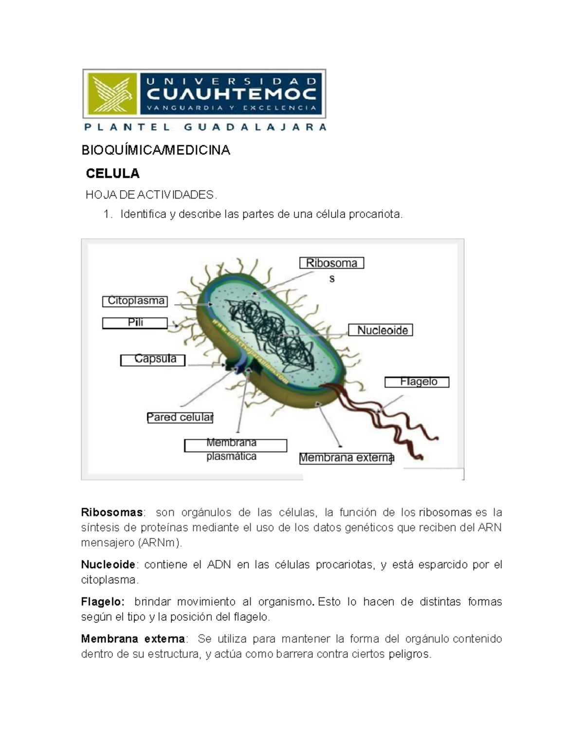 Celula Tarea - BIOQUÍMICA/MEDICINA CELULA HOJA DE ACTIVIDADES ...