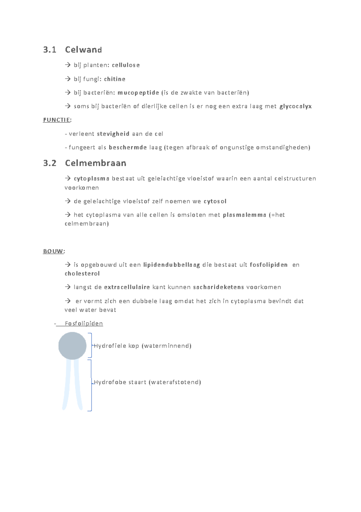Cytologie - 3 Celwand bij planten: cellulose bij fungi: chitine bij ...