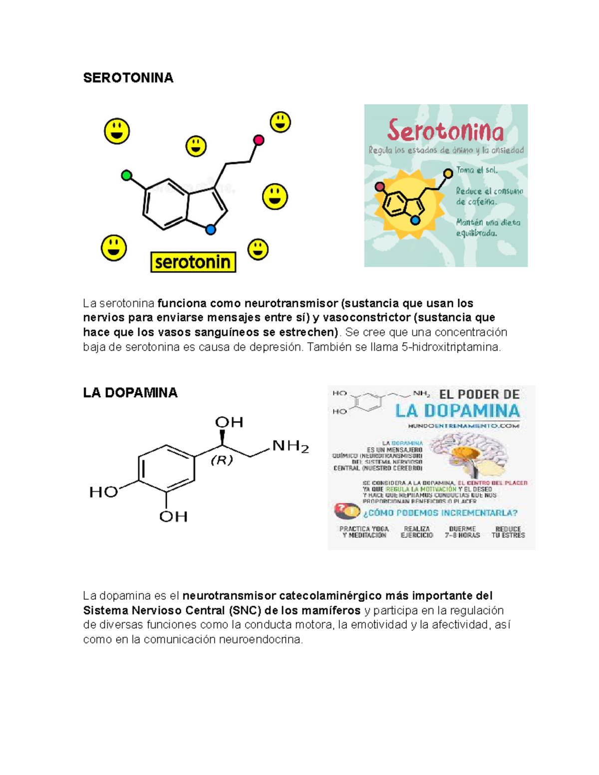 ¿Qué Es La Serotonina | Serotonina Función – ITEG