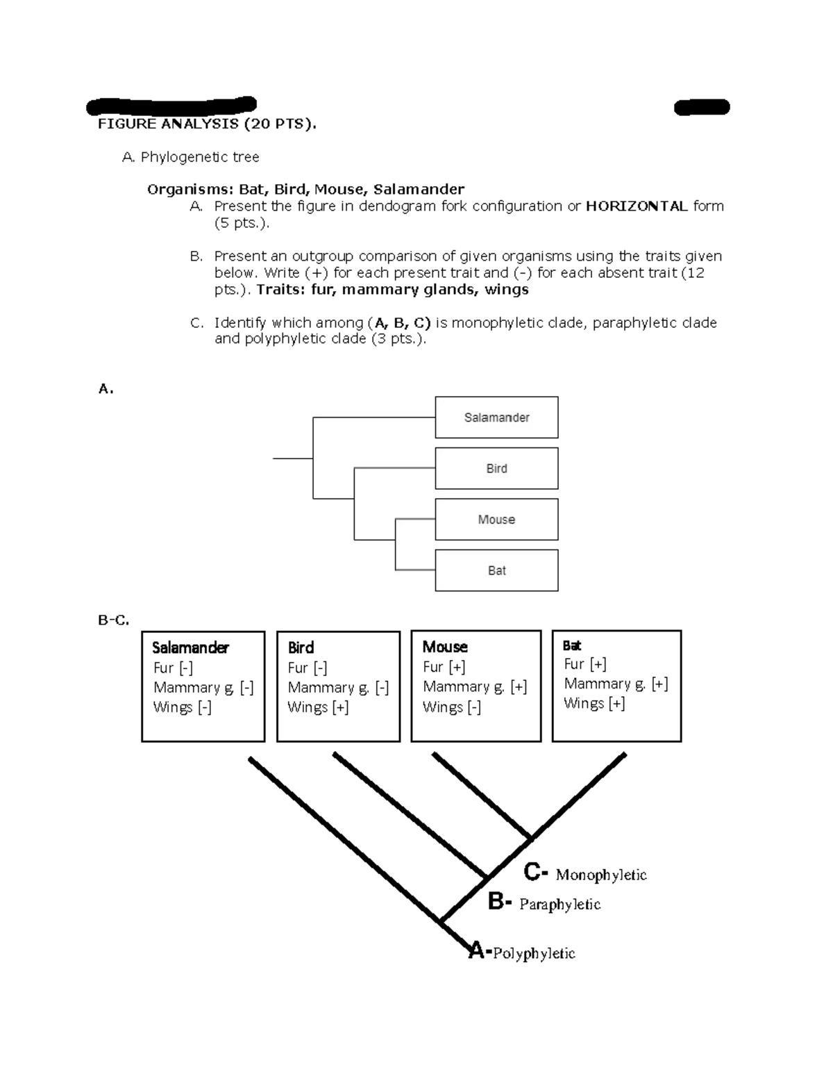Figure analysis phylogenetic tree - Co, Mary Angelique N. MEB FIGURE ...
