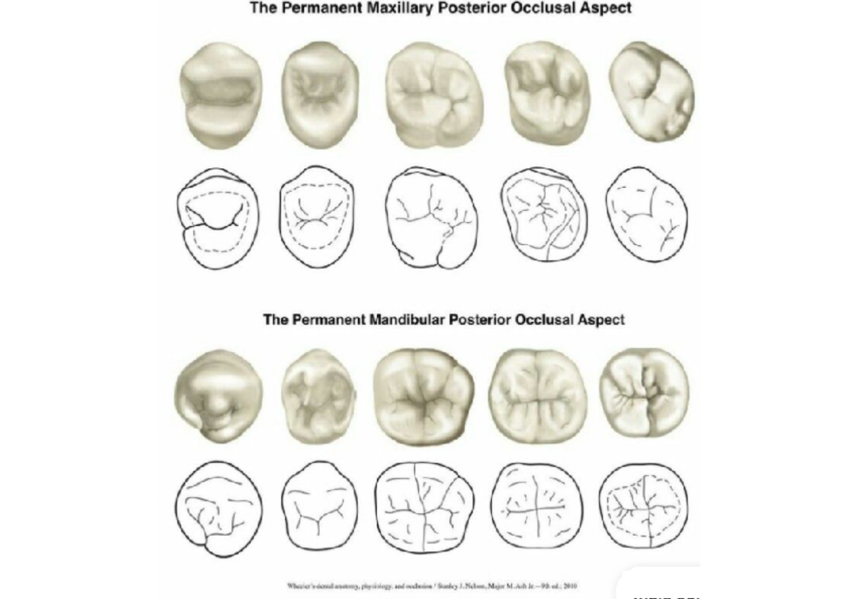 Anatomia Oclusal - Dentes - odontologia - Studocu