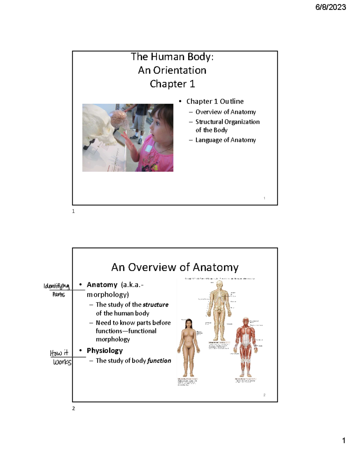 Human Body & Tissues - The Human Body: An Orientation Chapter 1 ...