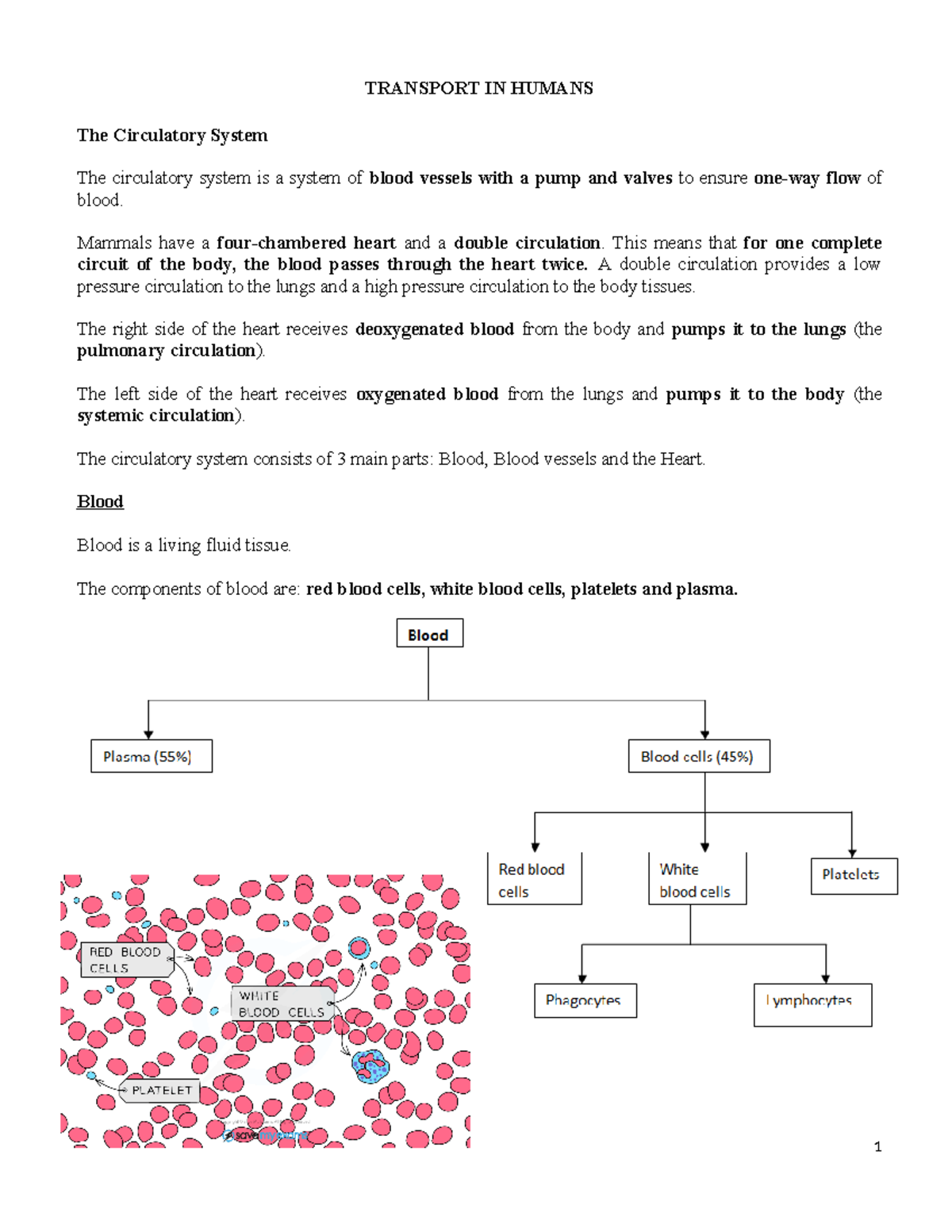 Chapt 11- Transport IN Humans - TRANSPORT IN HUMANS The Circulatory ...