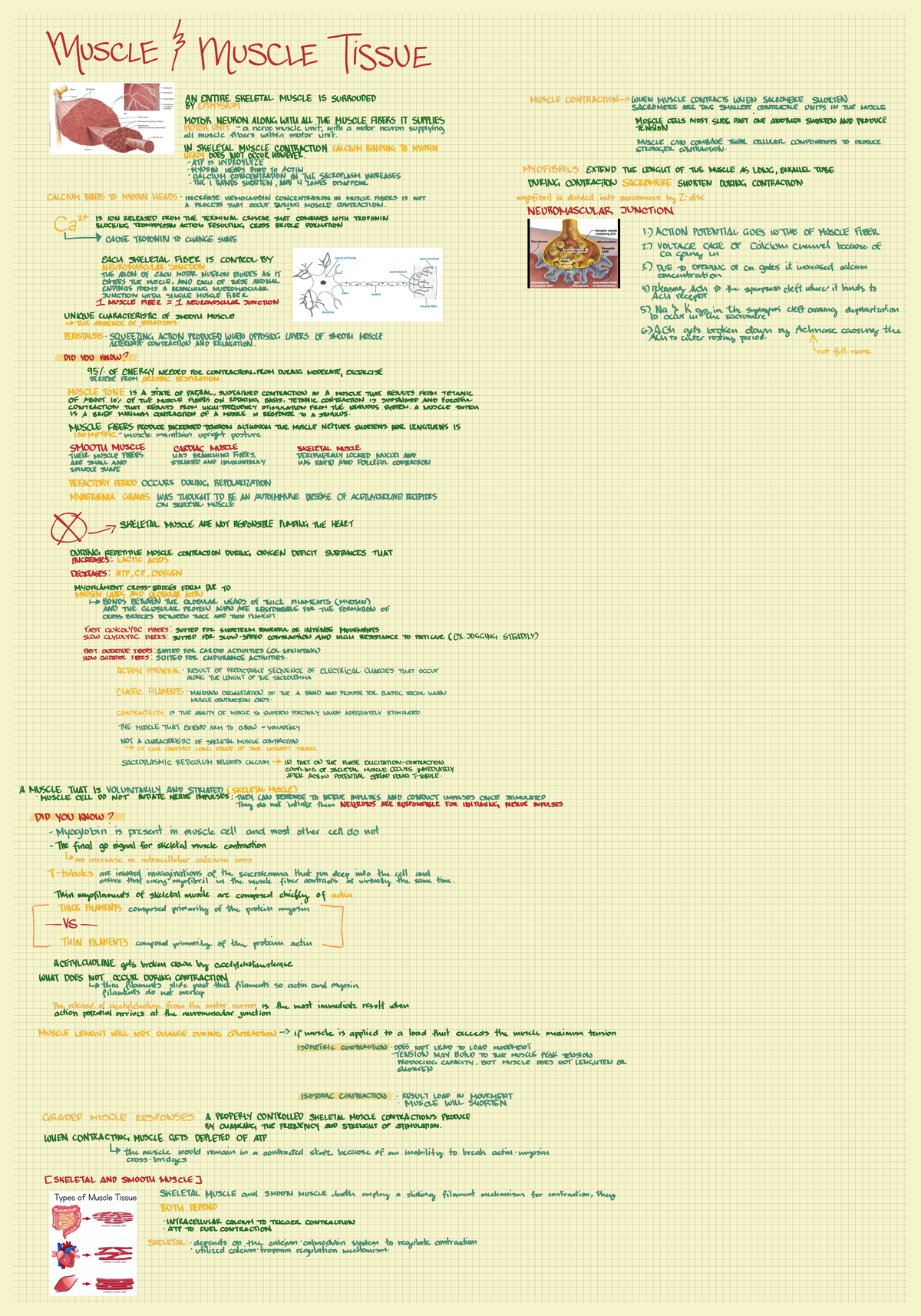 Muscular and muscle tissues - N E N T I R E S K E L E T A L M U S C L E ...