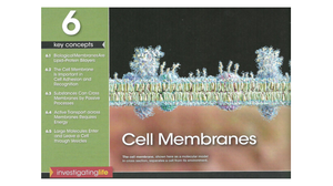 BIOL 200 Lab exercise 2- Meiosis - BIOL 200 Lab exercise 2 Name ...