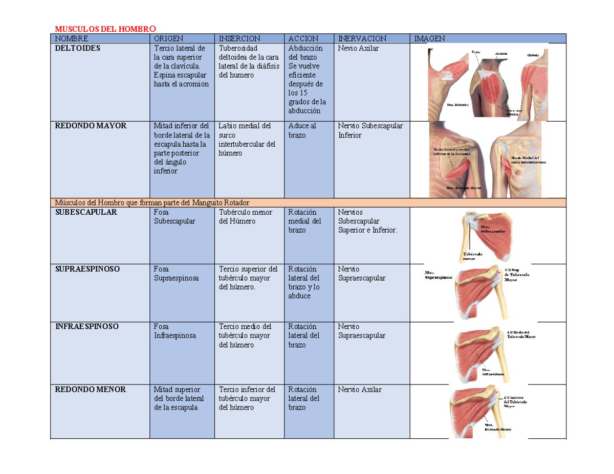 20. Musculos del Miembro Superior - MUSCULOS DEL HOMBRO NOMBRE ORIGEN ...