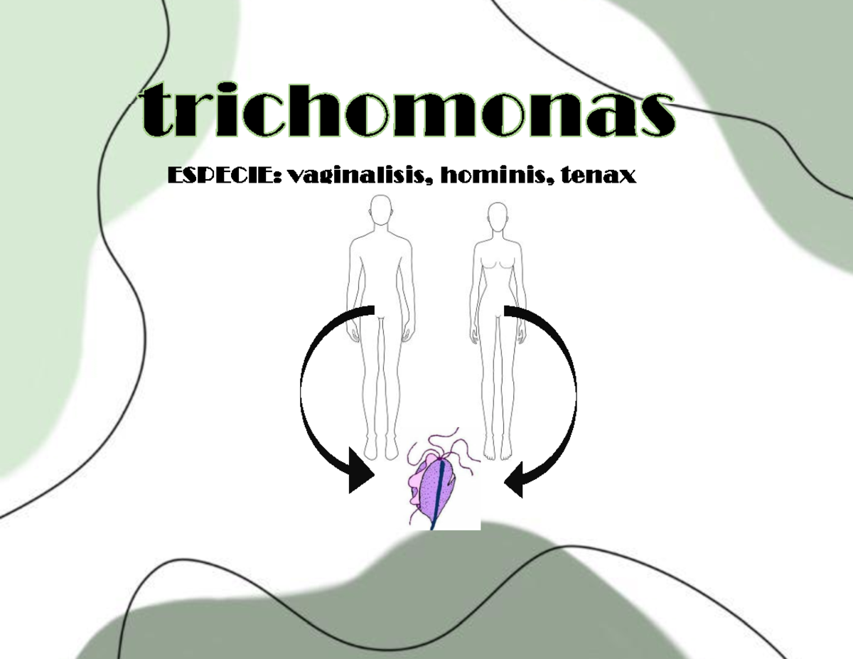 Trichomonas Vaginalis Tenax Hominis Especie Vaginalisis Hominis Tenax ¿que Es La