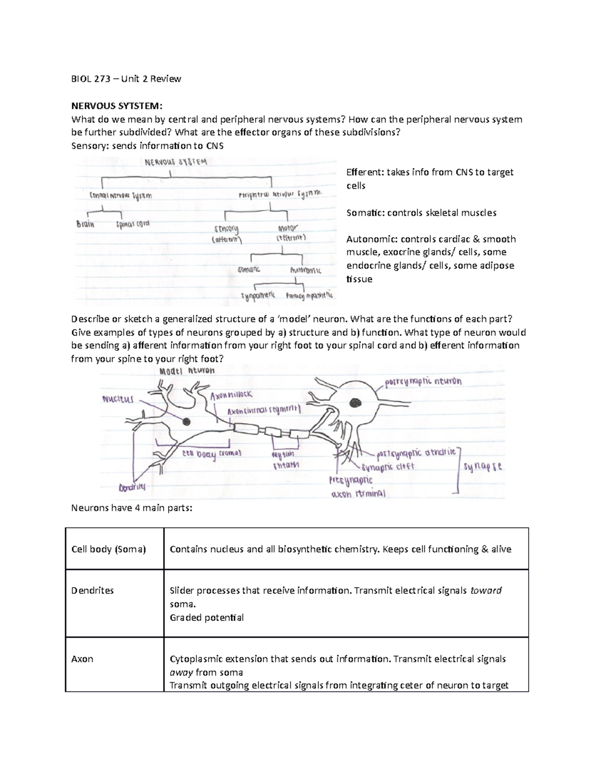 BIOL 273 - Unit 2 Review - BIOL 273 – Unit 2 Review NERVOUS SYTSTEM ...