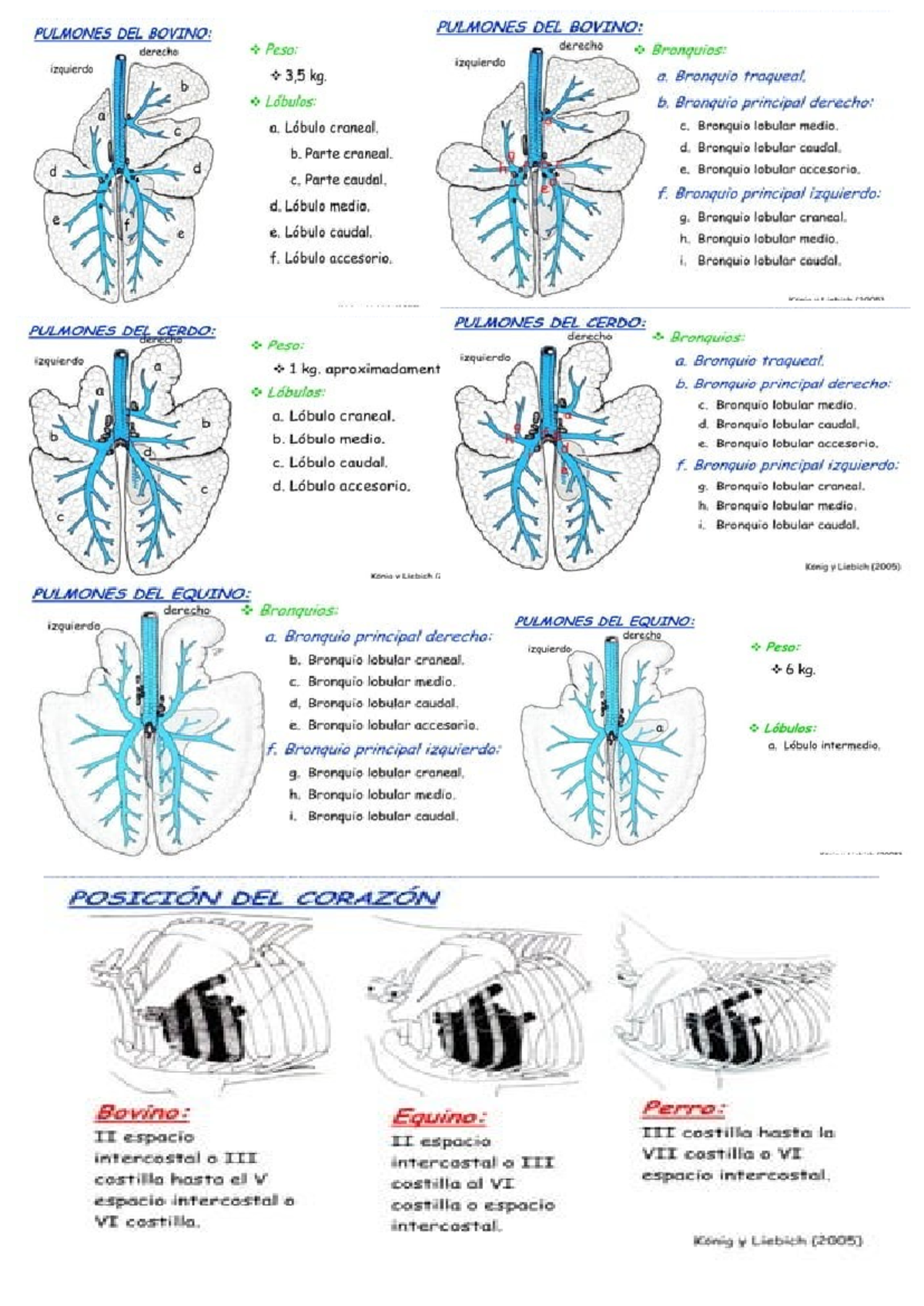 Anatomia Corazon Dr - PULMONES DEL BOVINO: PULMONES DEL BOVINO: derecho ...