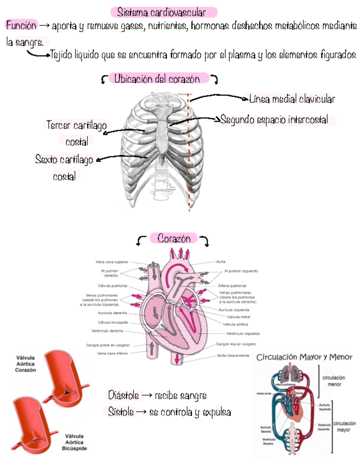 Resumen Corazón, Respiratorio, Circulación, Digestivo - Sistema ...