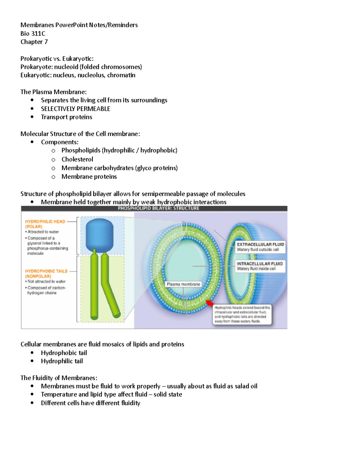 Membranes Power Point Notes - Membranes PowerPoint Notes/Reminders Bio ...