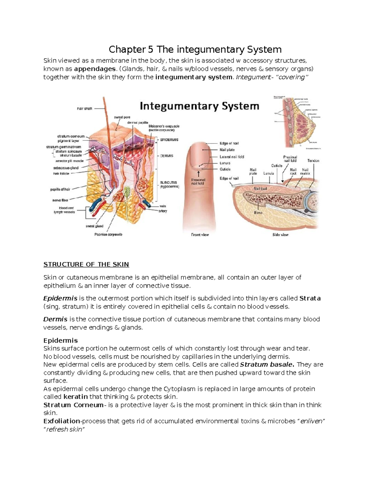 The integumentary system chapter 5 - Chapter 5 The integumentary System Skin viewed as a ...