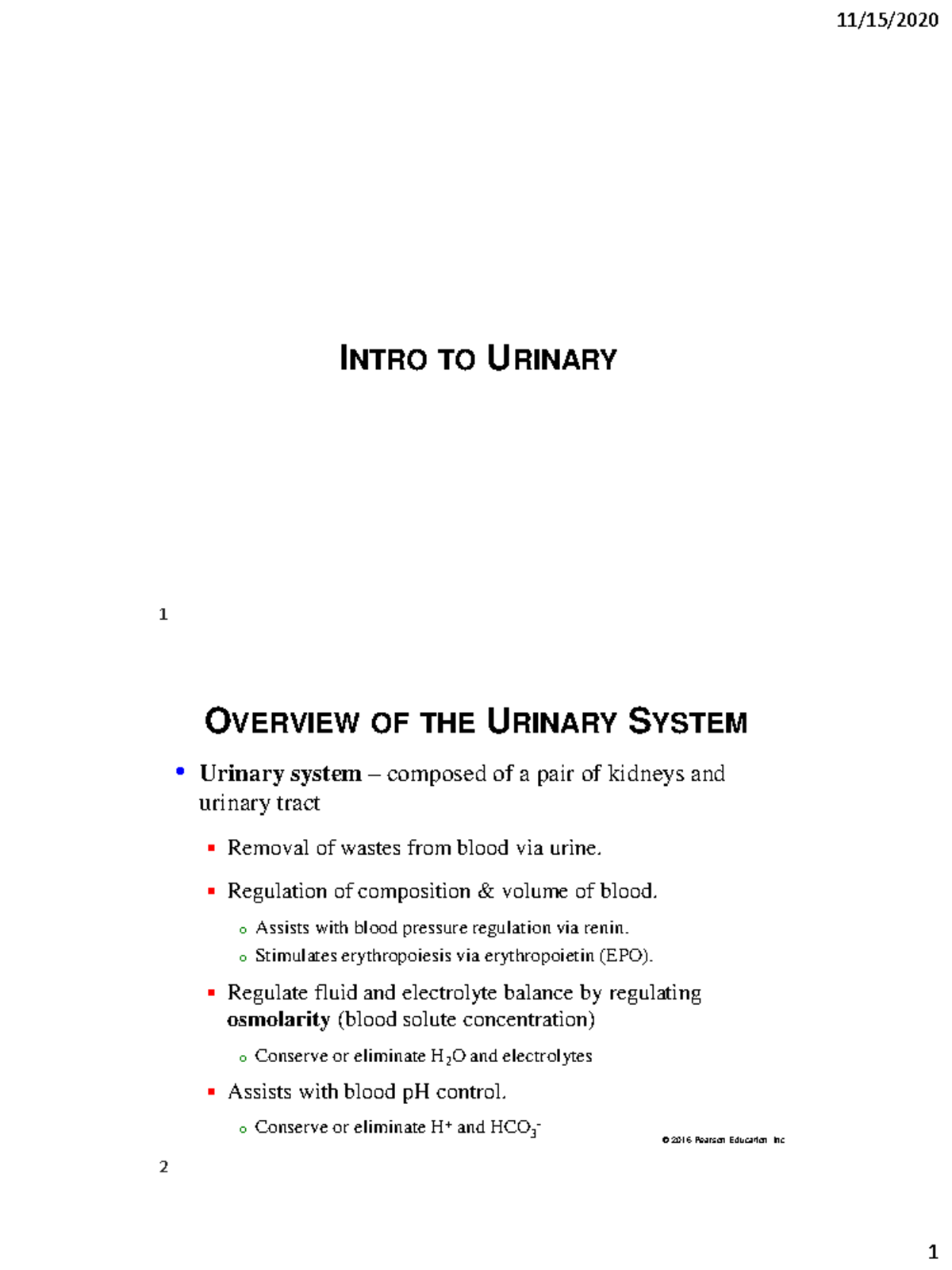 Urinary System Notes - BIO 211 - Studocu