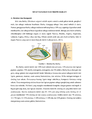 Struktur dan Komposisi Tanaman Gandum - STRUKTUR DAN KOMPOSISI TANAMAN ...