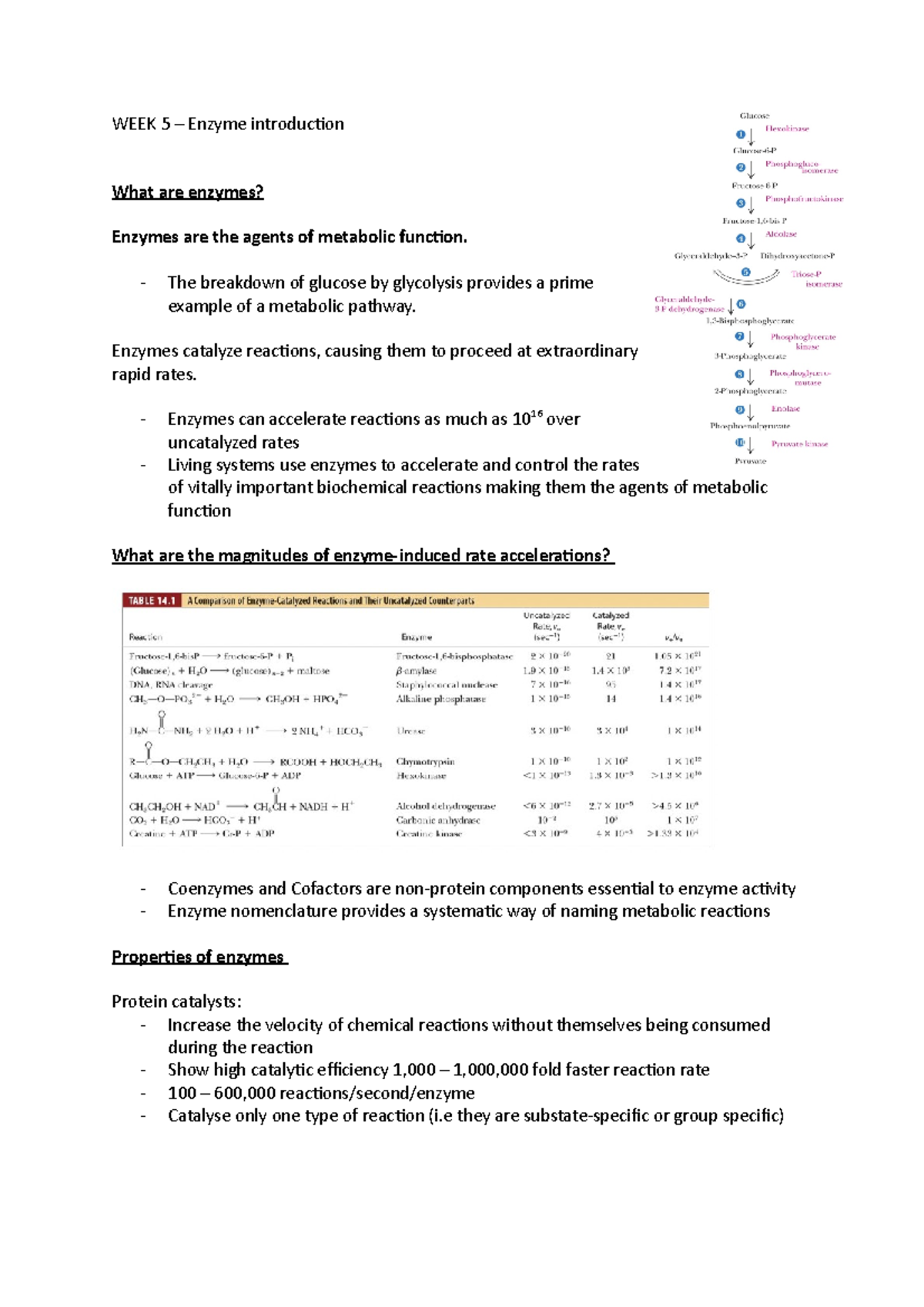 Enzyme introduction - WEEK 5 – Enzyme introduction What are enzymes ...