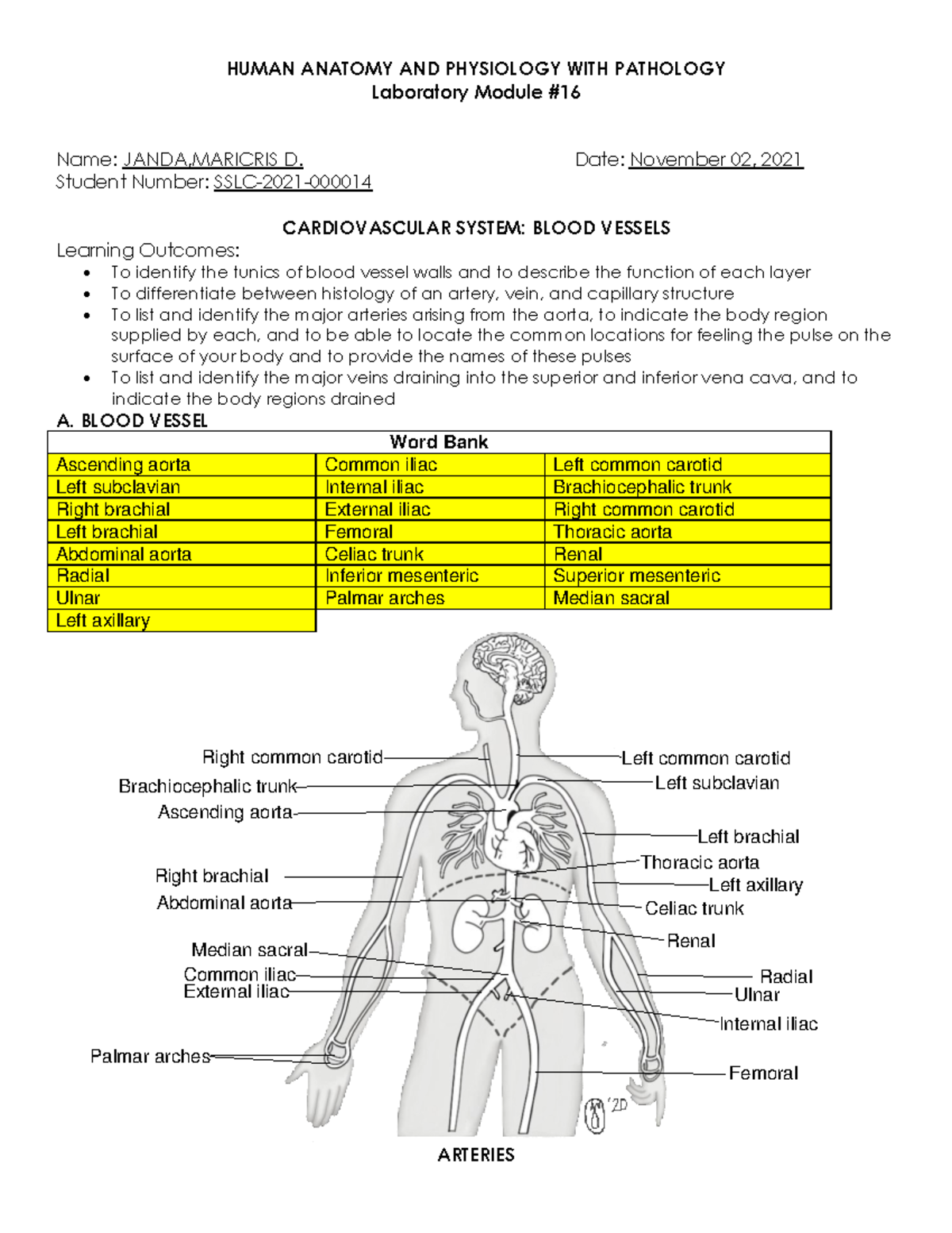 Cardiovascular System - Blood Vessel - Laboratory Module # Name: JANDA ...