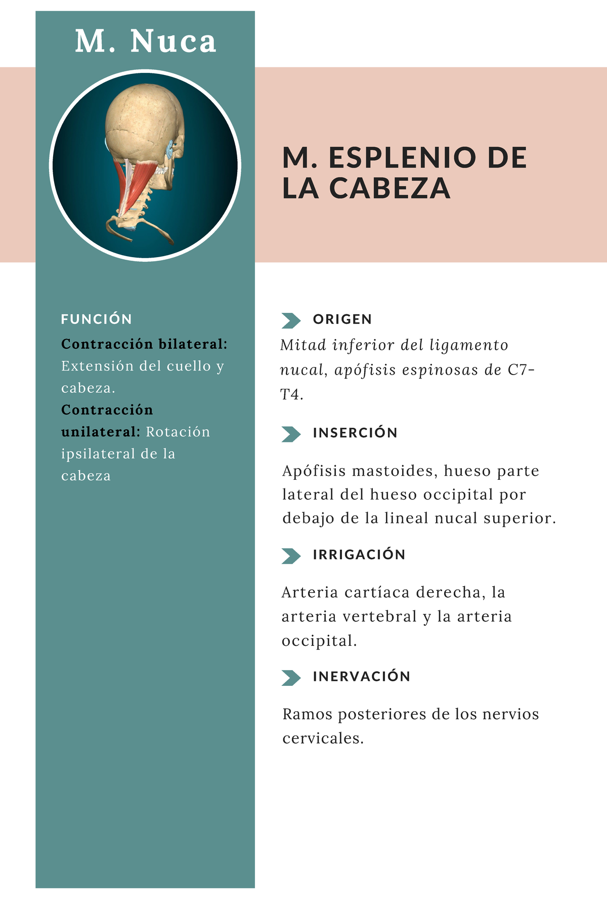 M. Nuca y dorso flashcards - F U N C I Ó N Contracción bilateral ...