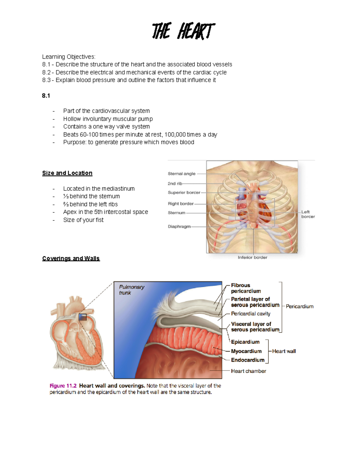 8 The Heart - WEEK 6 (Human Anatomy & Physiology 1) - THE HEART ...