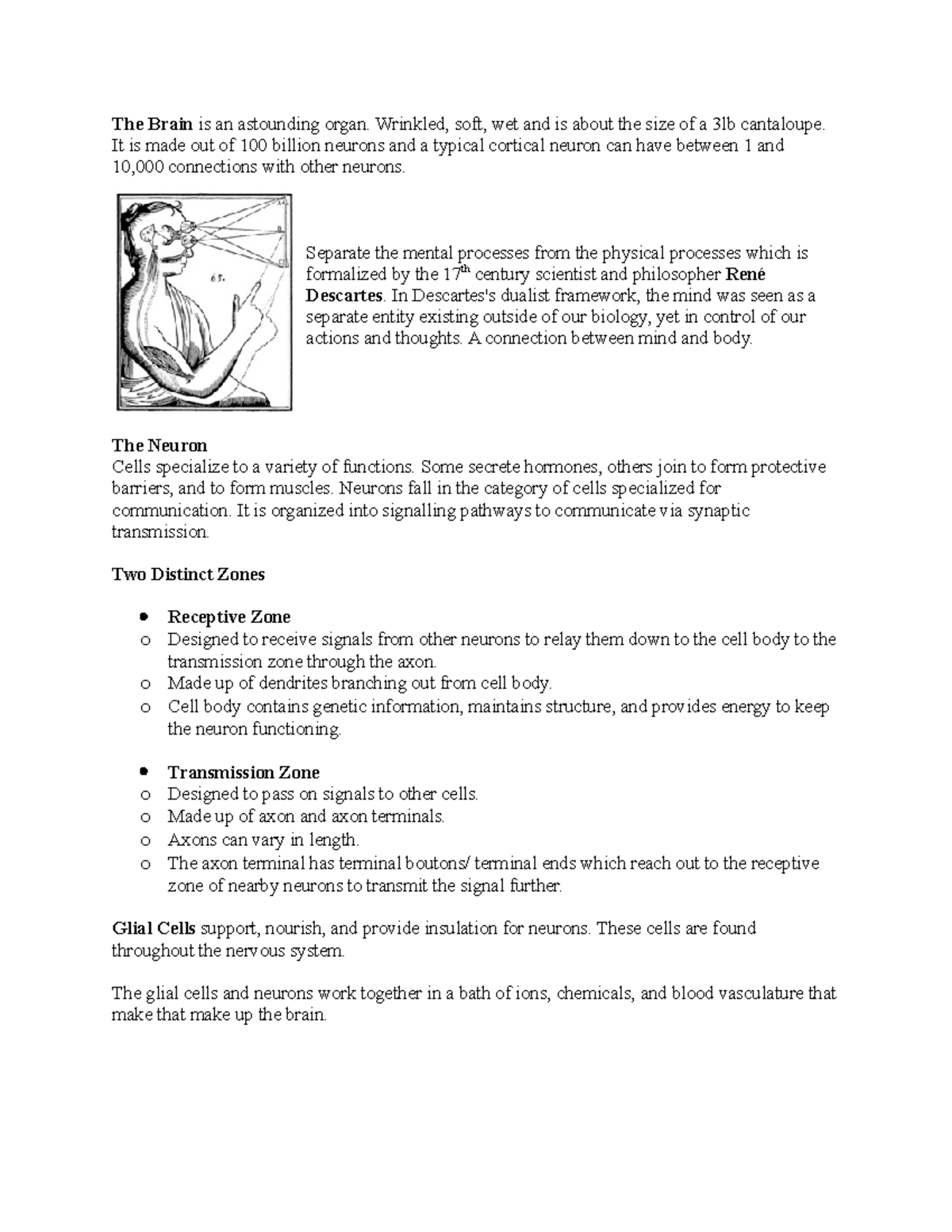 Neuroscience 1 - Module Notes - The Brain is an astounding organ ...