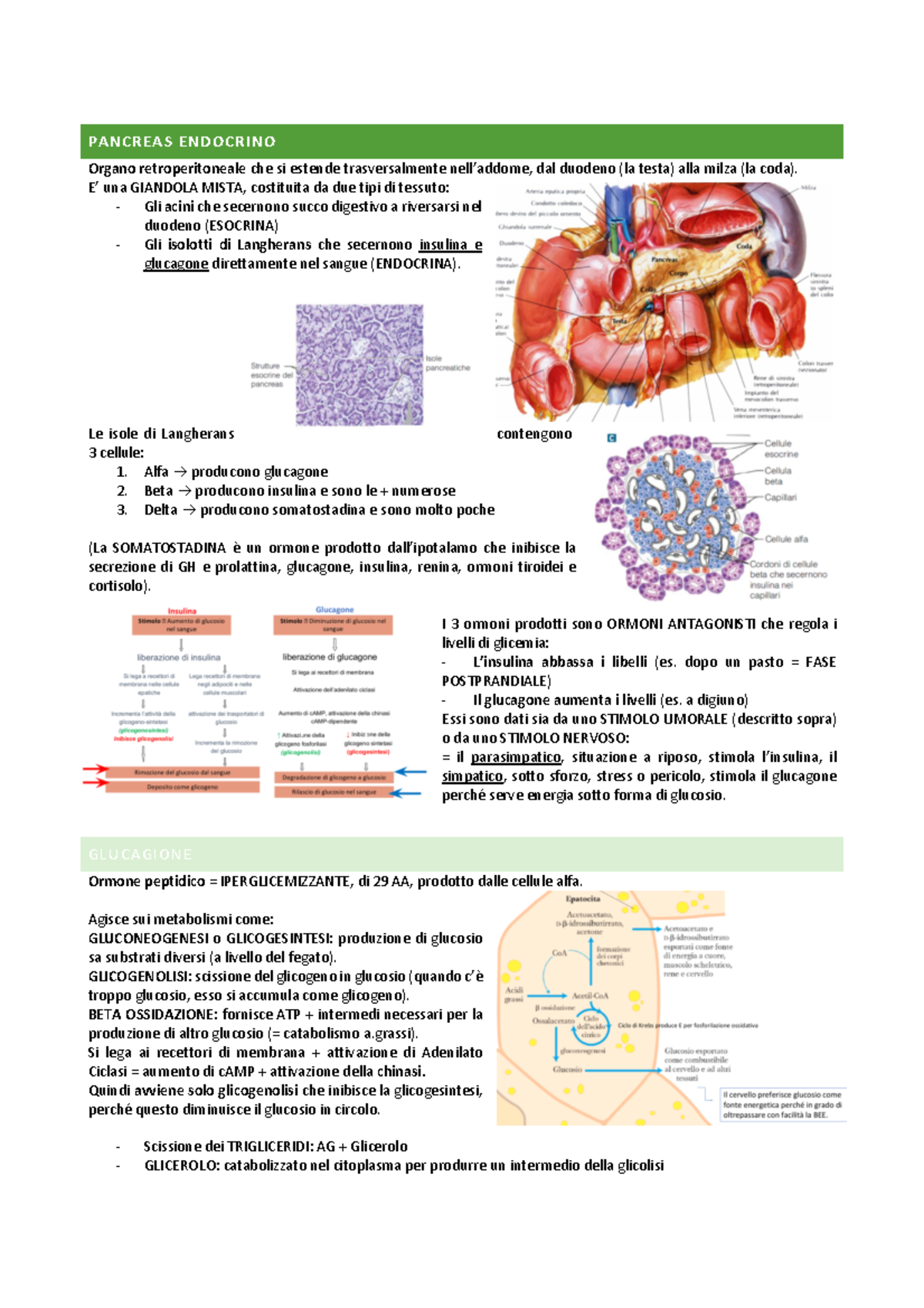 Pancreas Endocrino - PANCREAS ENDOCRINO Organo retroperitoneale che si ...