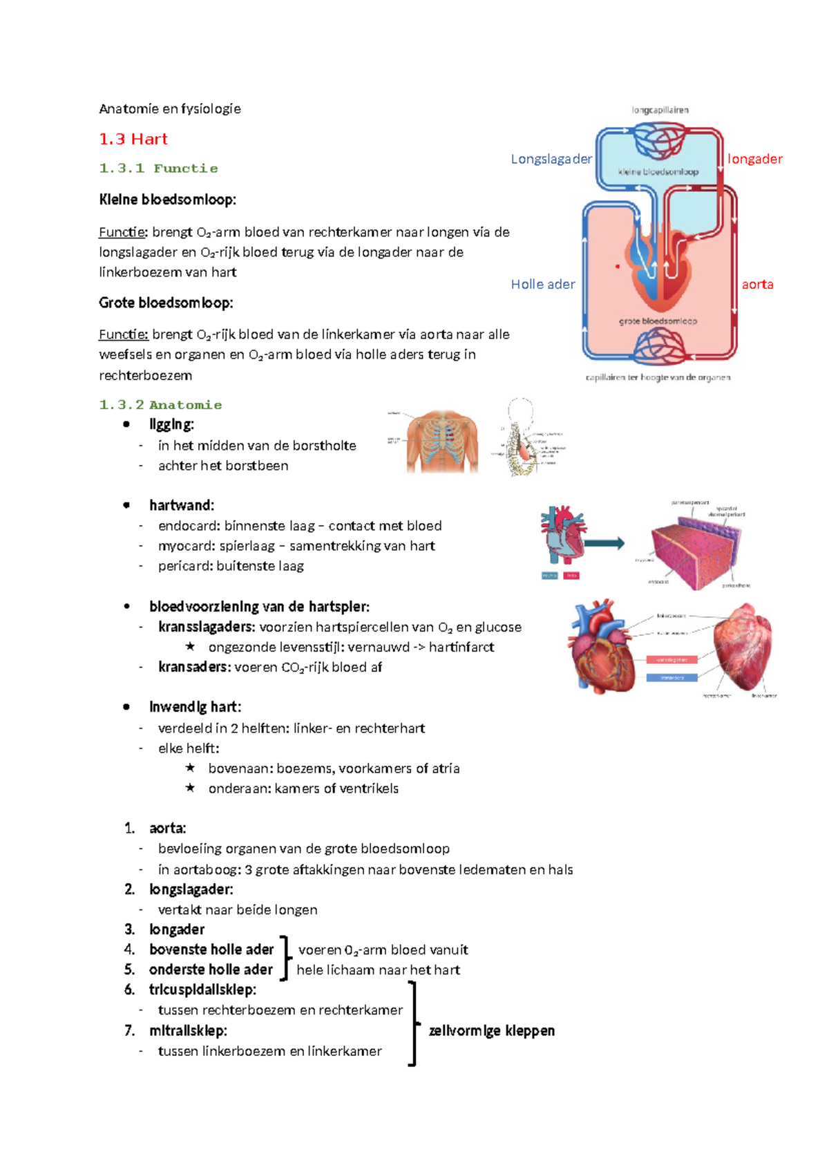 Anatomie hart - Anatomie en fysiologie 1 Hart 1.3 Functie Kleine ...