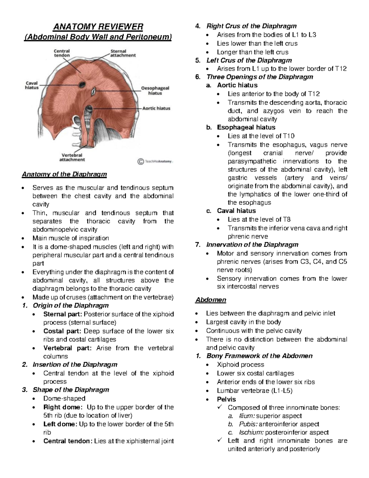 Anatomy Reviewer (Abdominal Body Wall and Peritoneum) - ANATOMY ...