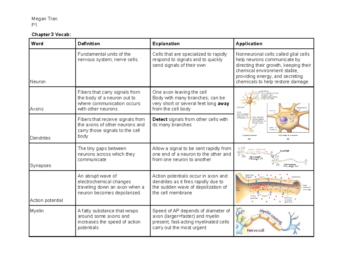 Chapter 3 Vocab DEA - P Chapter 3 Vocab: Word Definition Explanation ...