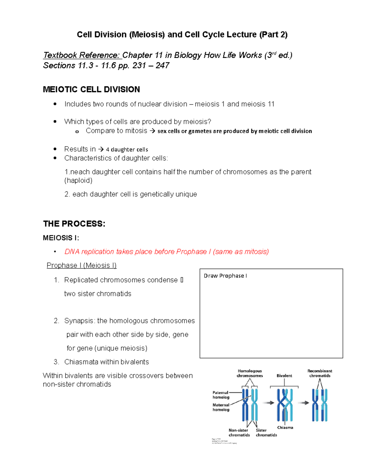 Cell Division - lec notes - Cell Division (Meiosis) and Cell Cycle ...