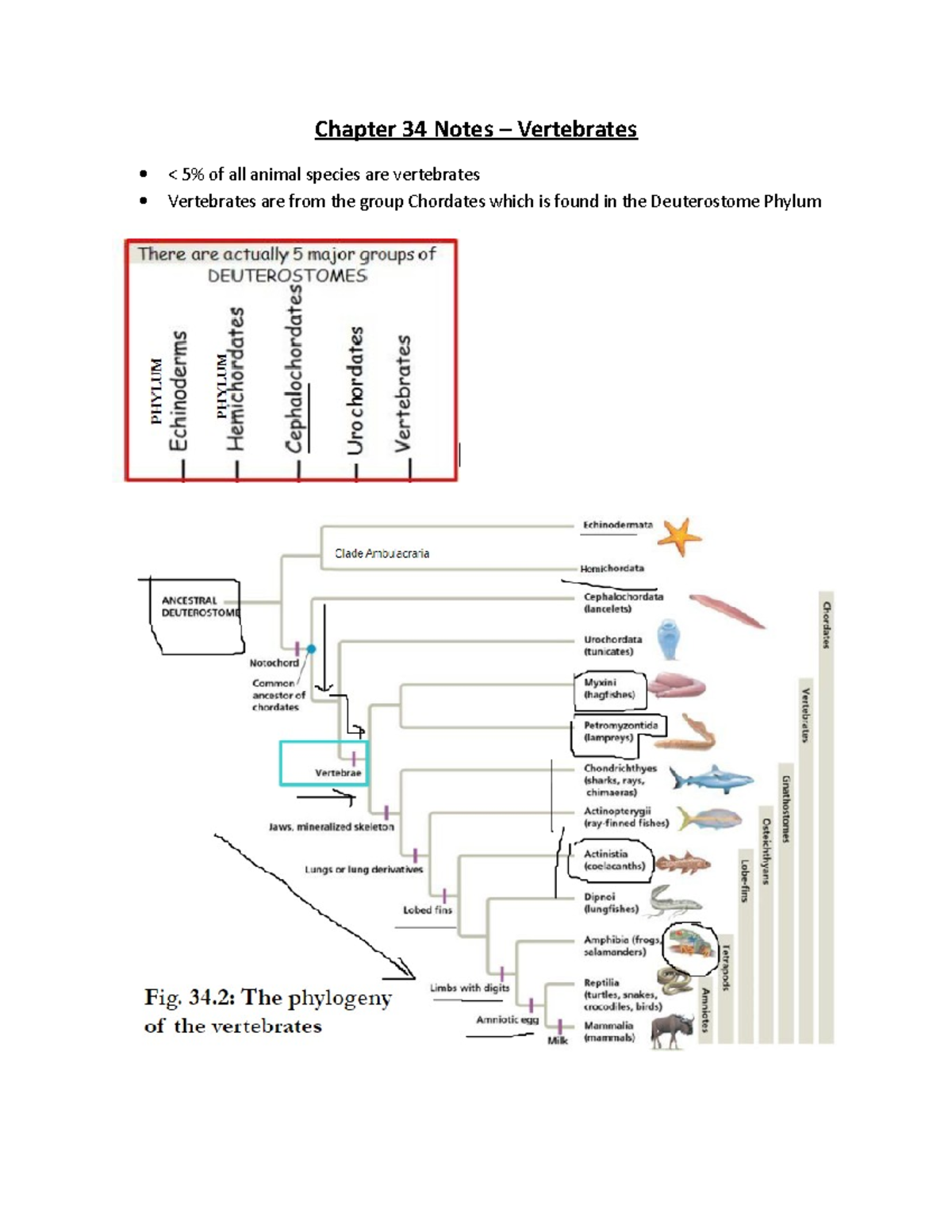 Chapter 34 Notes - Chapter 34 Notes – Vertebrates