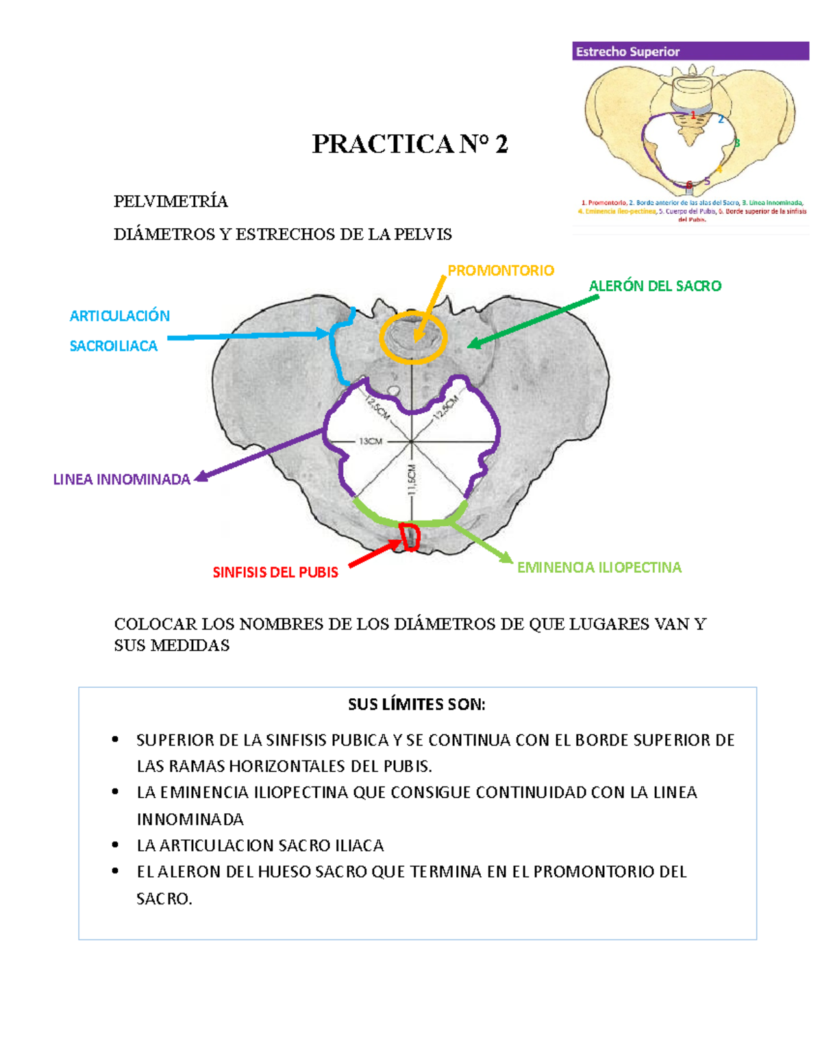 Anatomía Pelvis - ANATOMÍA ESPECIALIZADA - PARTES - PRACTICA N° 2 ...