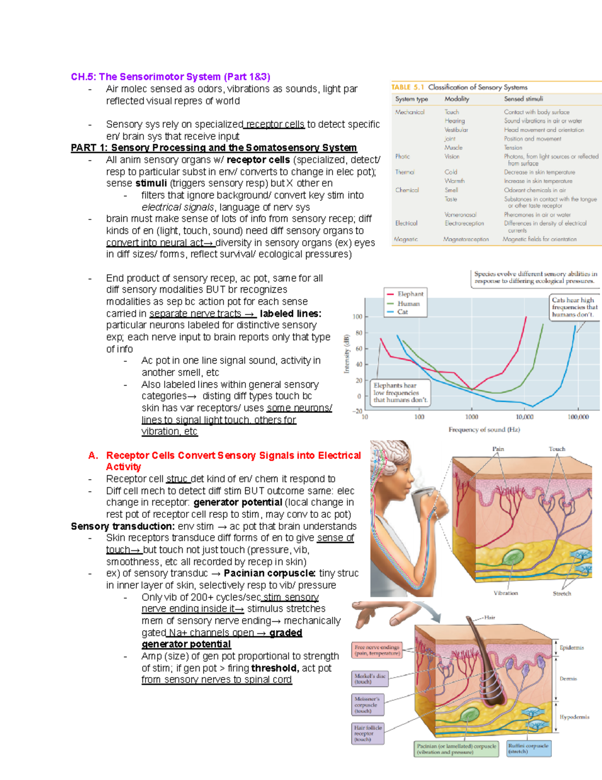 The Sensorimotor System: Sensory Processing and the Somatosensory ...