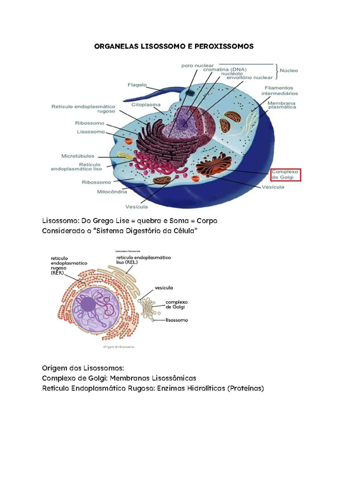 Resumo Bio Cel - ORGANELAS LISOSSOMO E PEROXISSOMOS Lisossomo: Do Grego Lise = quebra e Soma ...