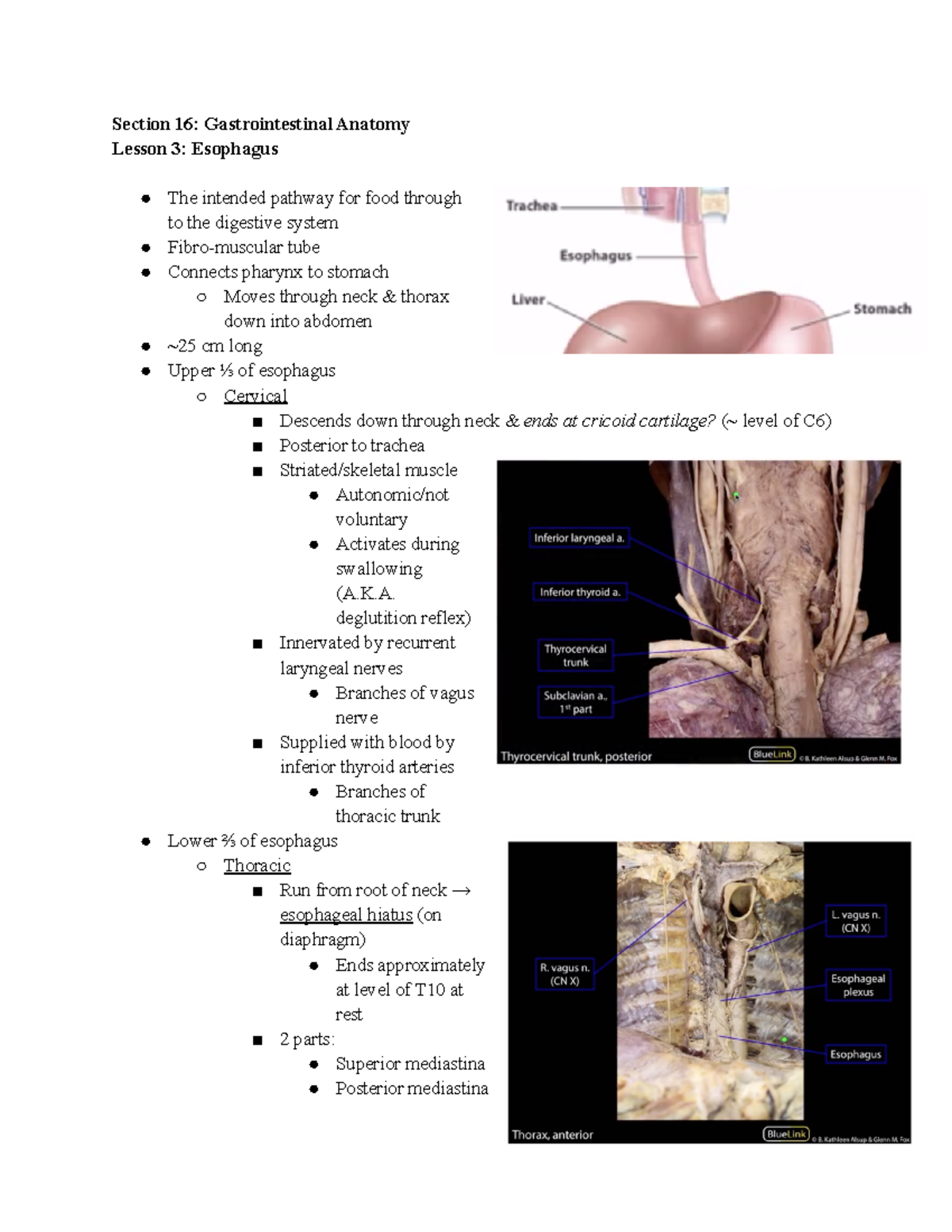 58- Esophagus - Section 16: Gastrointestinal Anatomy Lesson 3 ...