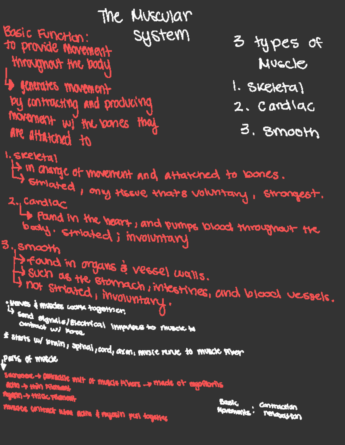 Muscular System - The Muscular Basic Function : system de 3 to provi ...